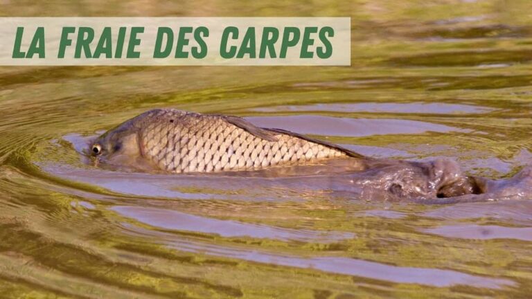 Les 25 Appâts pour Carpe Redoutables et Peu Connus ! - Pêcher Gros