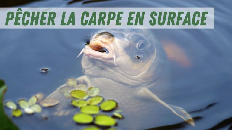 Les 25 Appâts pour Carpe Redoutables et Peu Connus ! - Pêcher Gros