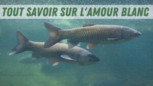 Carpe Amour Blanc: Tout Savoir (Nuisible ? Record 54 kg ?) - Pêcher Gros