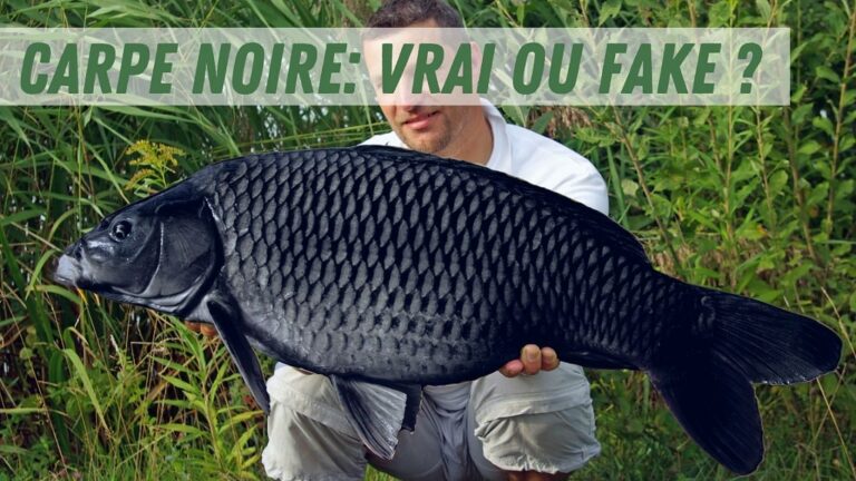 Carpe Noire: Où la Pêcher ? Habitat, Morphologie - Pêcher Gros